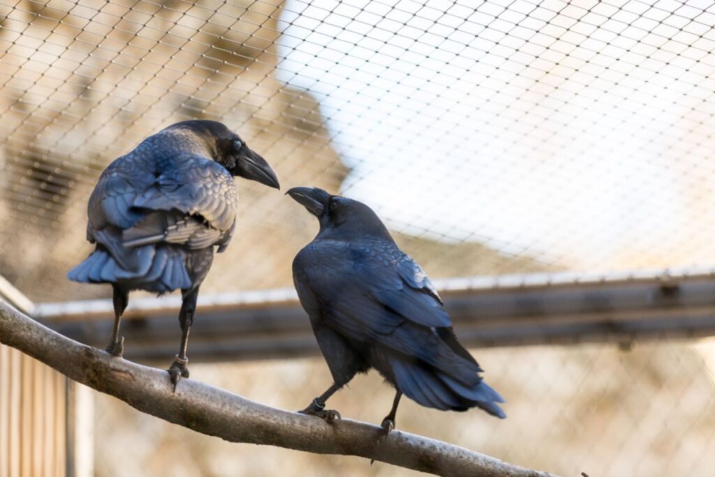 A Fun Day At The Exciting Tower Of London - HN Magazine
