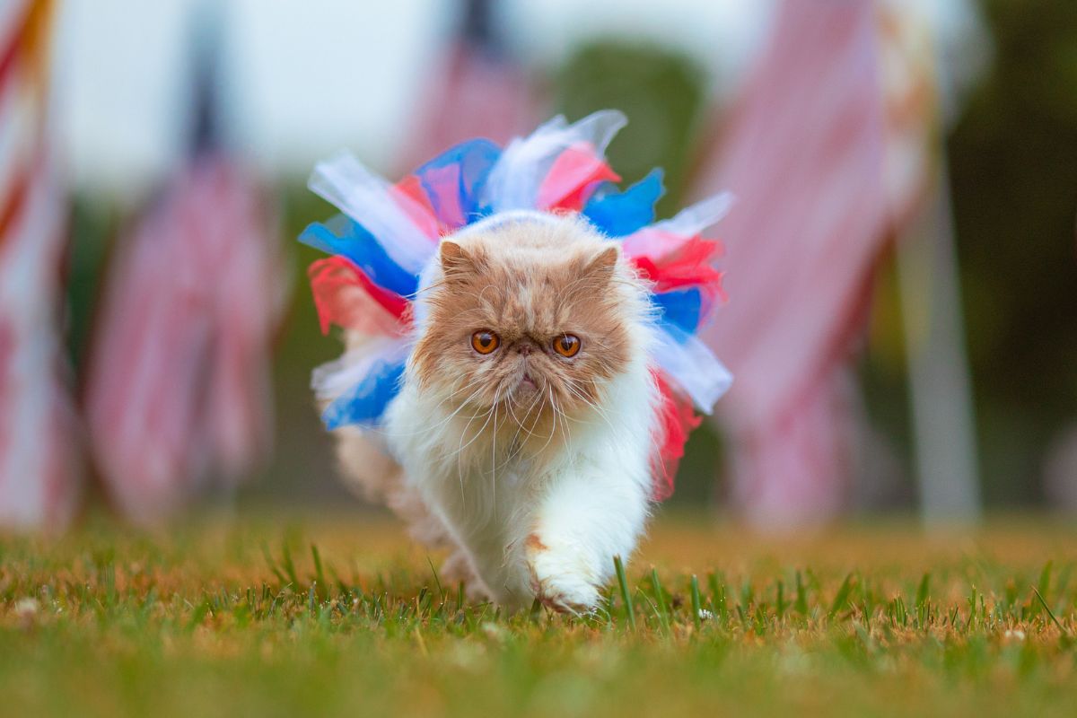 5 Cat Breeds That Are Considered Luxurious - HN Magazine