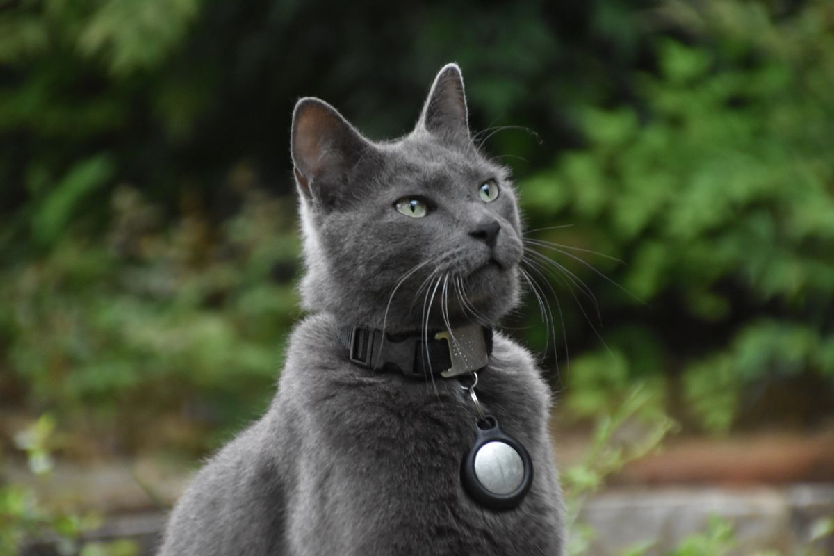 5 Cat Breeds That Are Considered Luxurious - HN Magazine