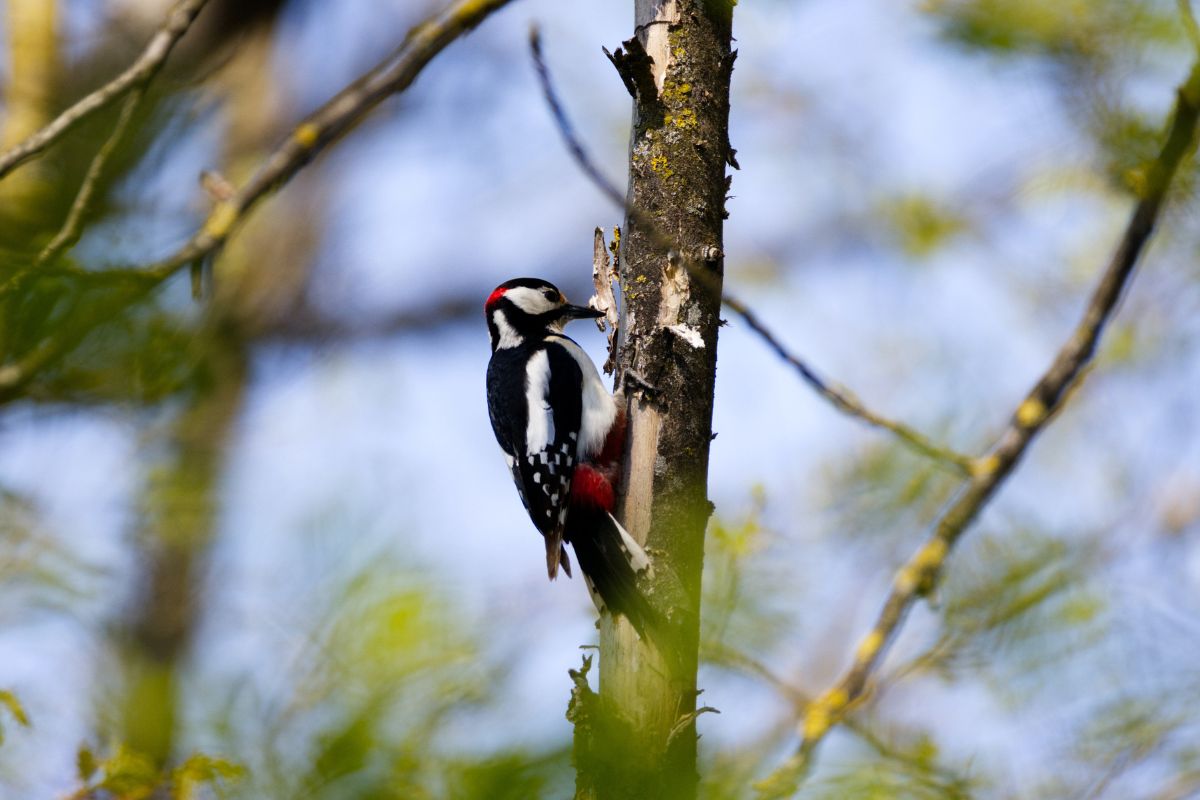 The Best Birdwatching Breaks Across The UK - HN Magazine
