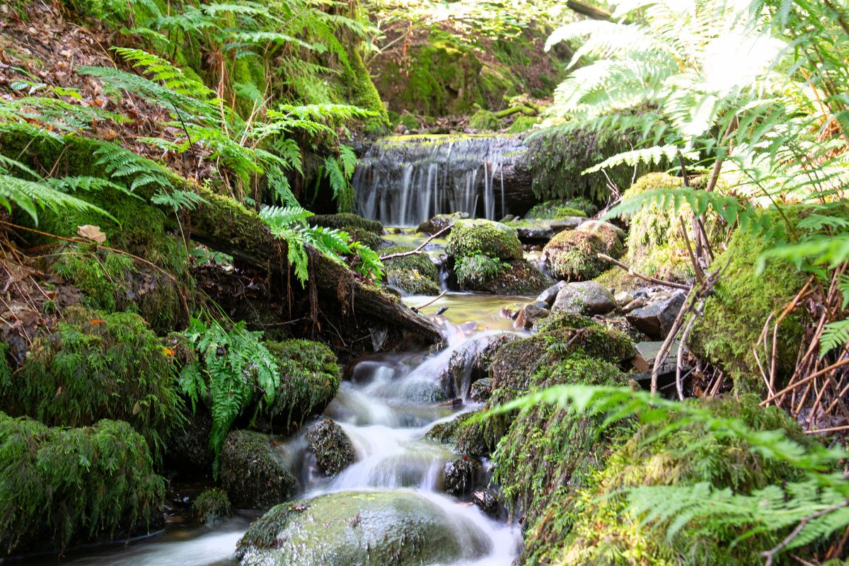 Next Level Forest Bathing - HN Magazine