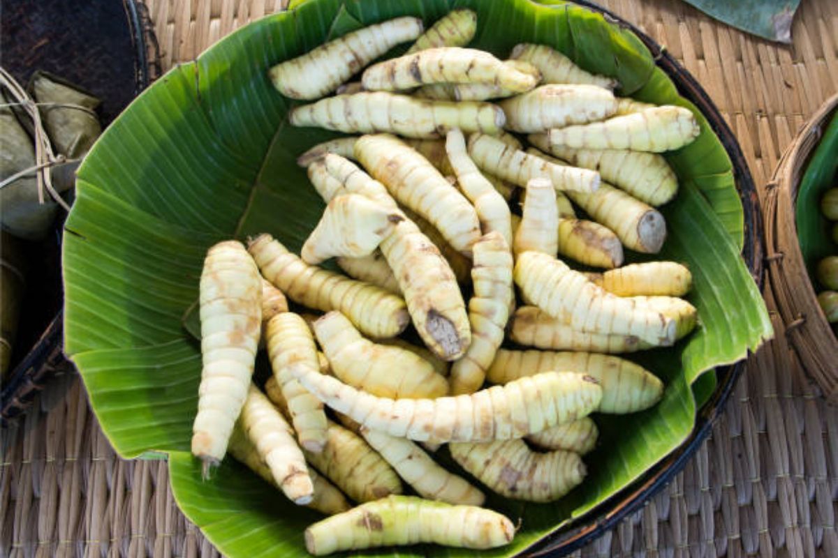 A Complete Overview of the Arrowroot Plant Family - HN Magazine