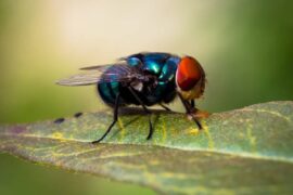 Unveiling the Truth: Blue Bottle Fly Bites and Understanding Cockroach ...